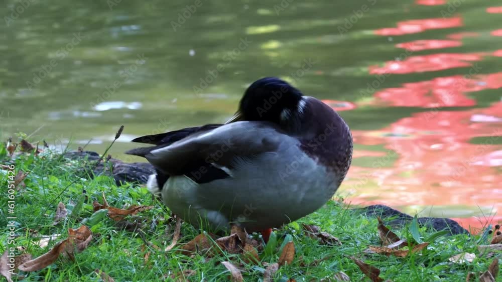 The mallard or wild duck, Anas platyrhynchos is a dabbling duck which ...