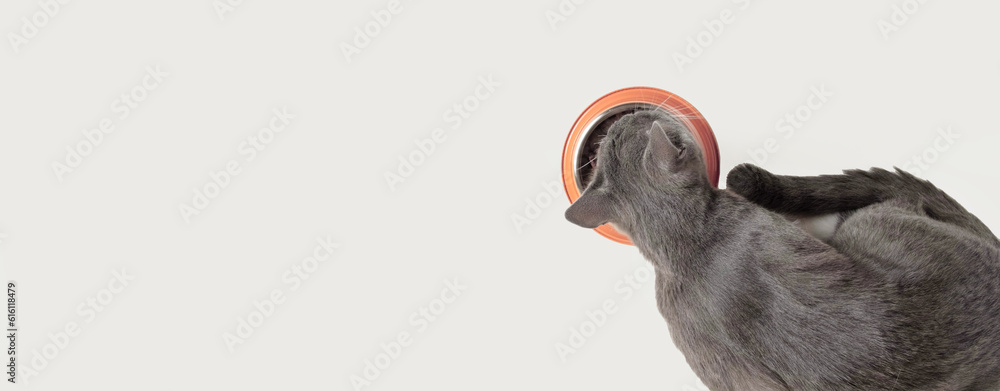 Cat Eating from Bowl. Young Cat Eats Food, Licking Tongue. Feline ...