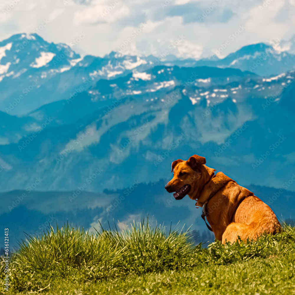 Rhodesian Ridgeback dog at Mount Hochgrat, Oberstaufen, Oberallgaeu ...