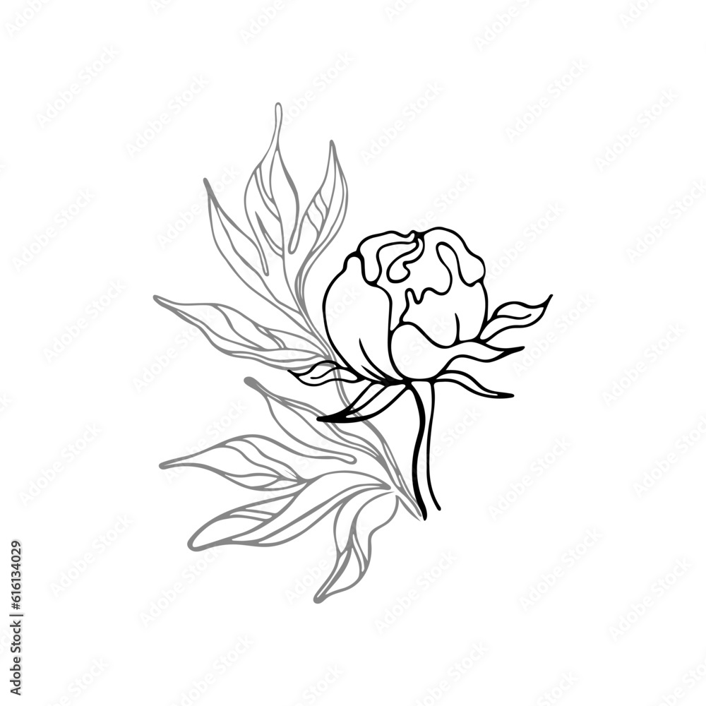 Vector drawing of a flower bud and leaves. Flowering plant, garden. An ...