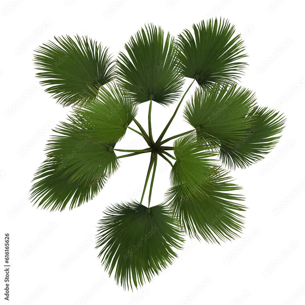 Aerial view collection of 3D tropical plants and foliage PNG ...