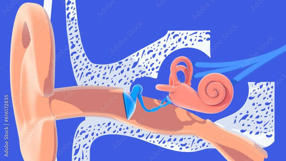 3d animation of the inner ear anatomy with flat colors, cut out on ...