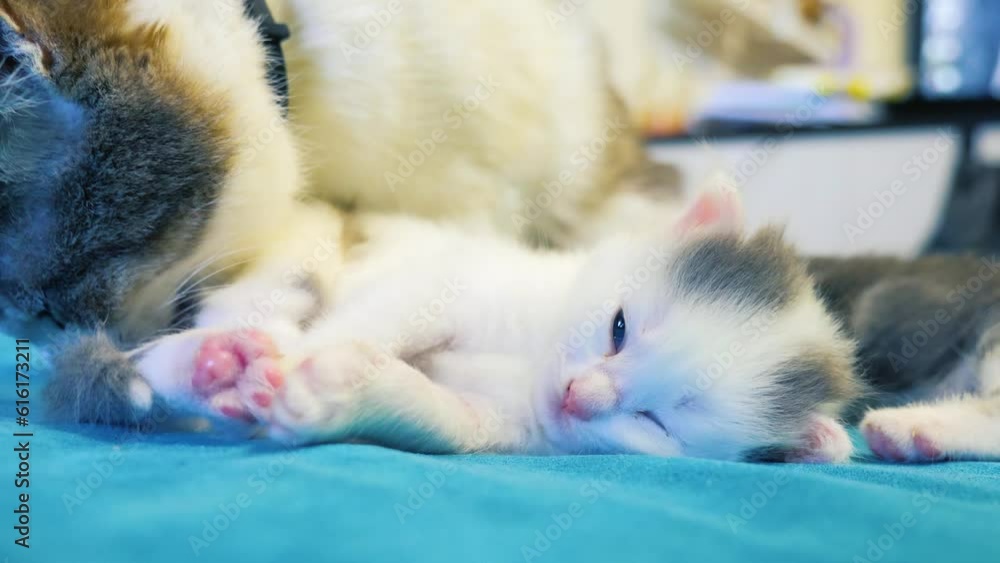 cat kissing her kitten with love. cat licks a little kitten son. two ...