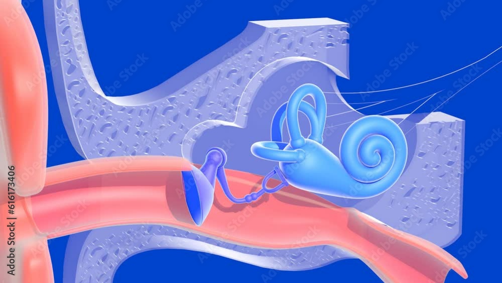 3d animation of the anatomy of the inner ear transparent, cut out on a ...