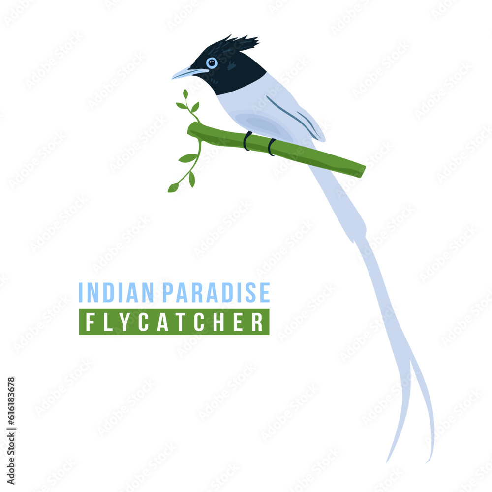 Indian Paradise Flycatcher vector. Exotic bird sitting on a tree branch ...
