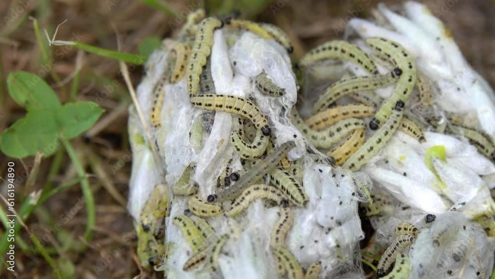 Bird-cherry Ermine (Yponomeuta evonymella) moth. Swarming ball of bird ...