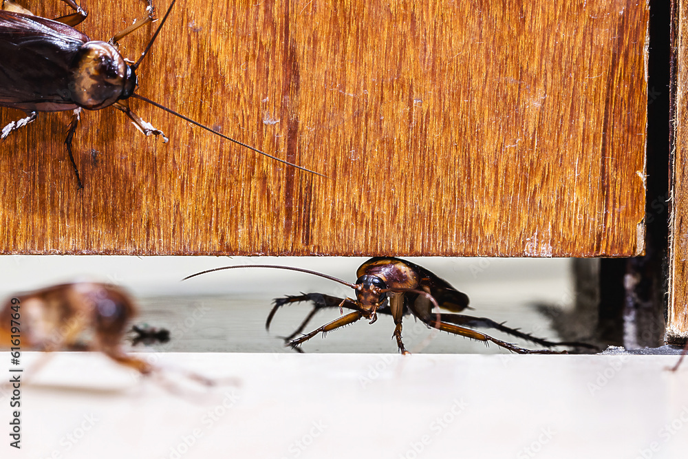 many cockroaches entering the house under the door, insects invading ...