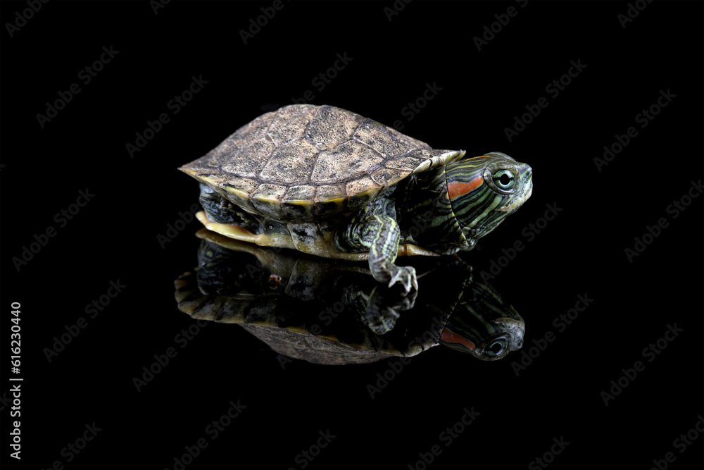 Red ear turtle isolated on black, Brazilian turtle, Trachemys scripta ...