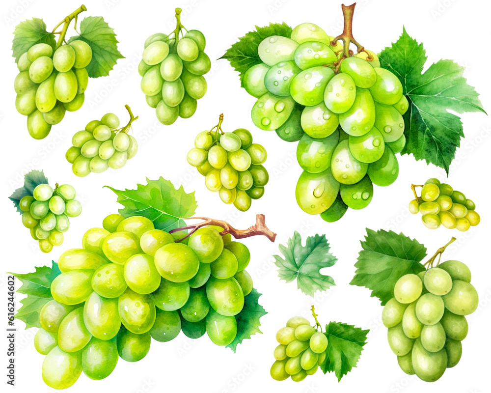 Set of green grapes watercolor isolated on white background. PNG ...