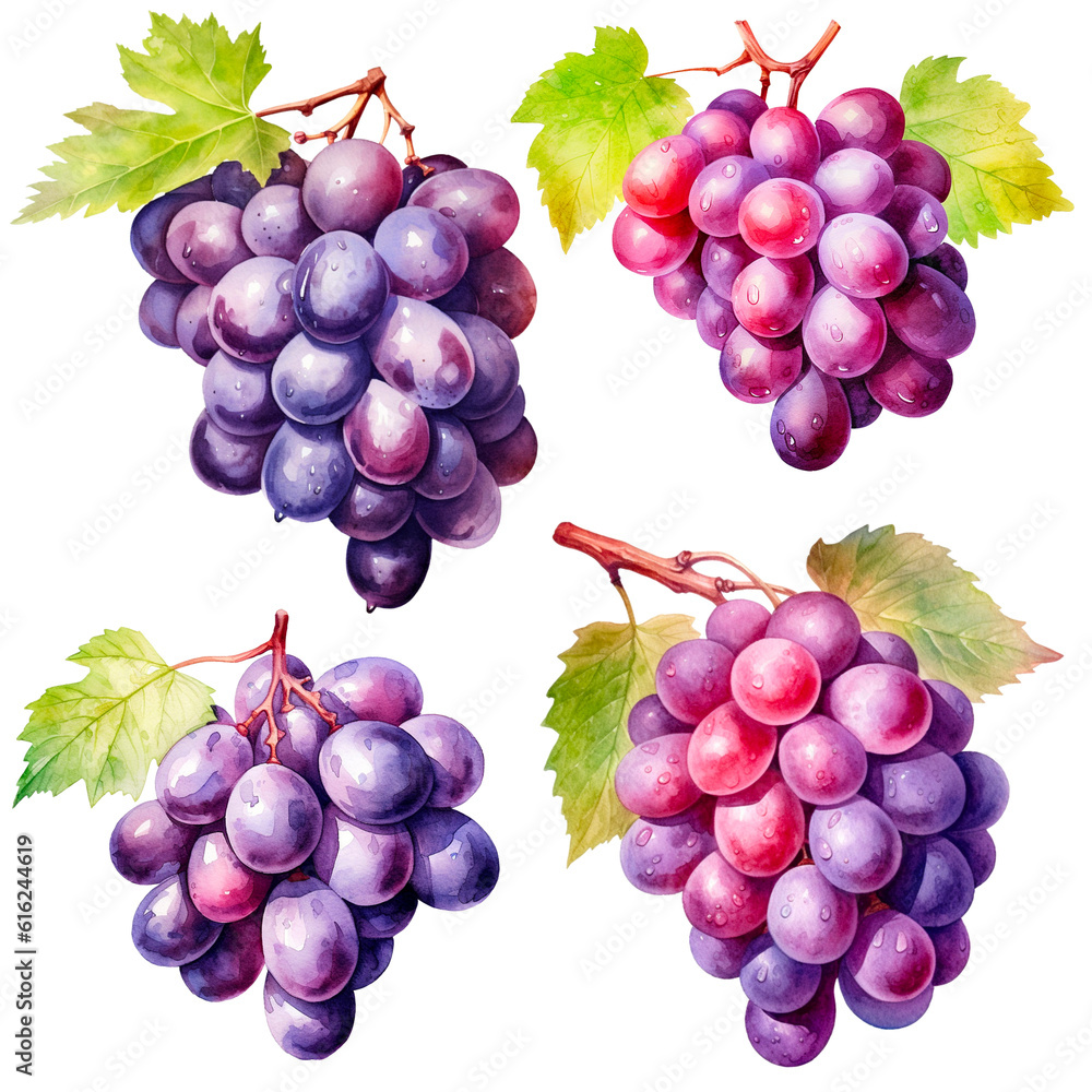 Set of red grapes watercolor isolated on white background. PNG ...