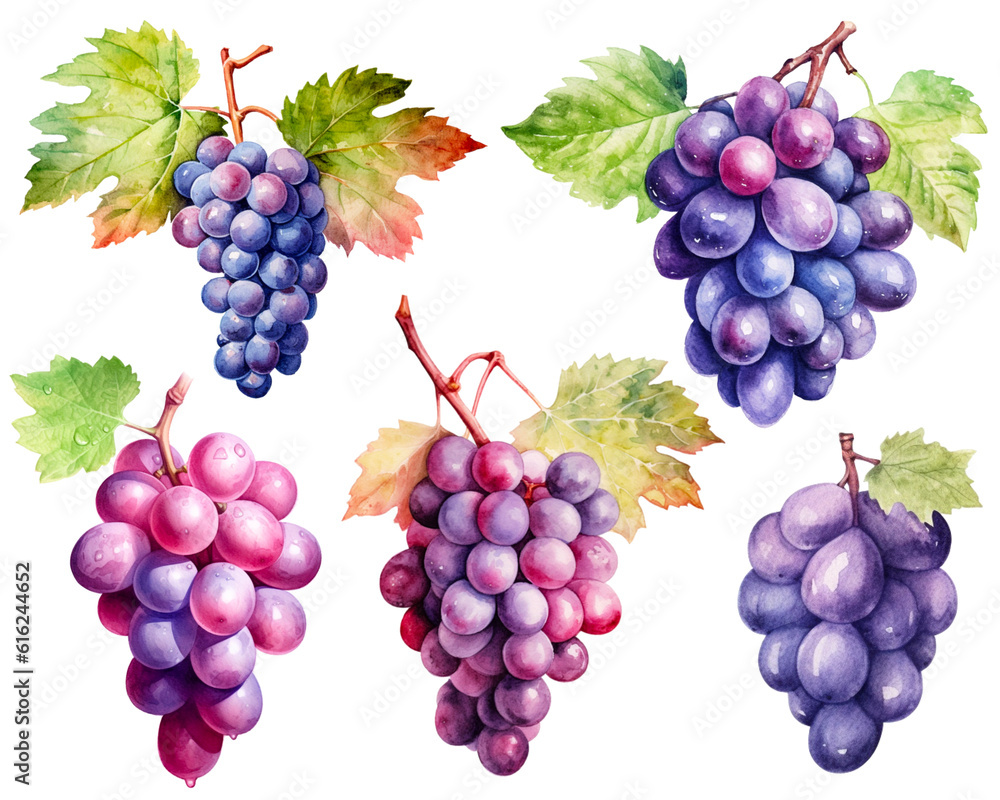 Set of red grapes watercolor isolated on white background. PNG ...