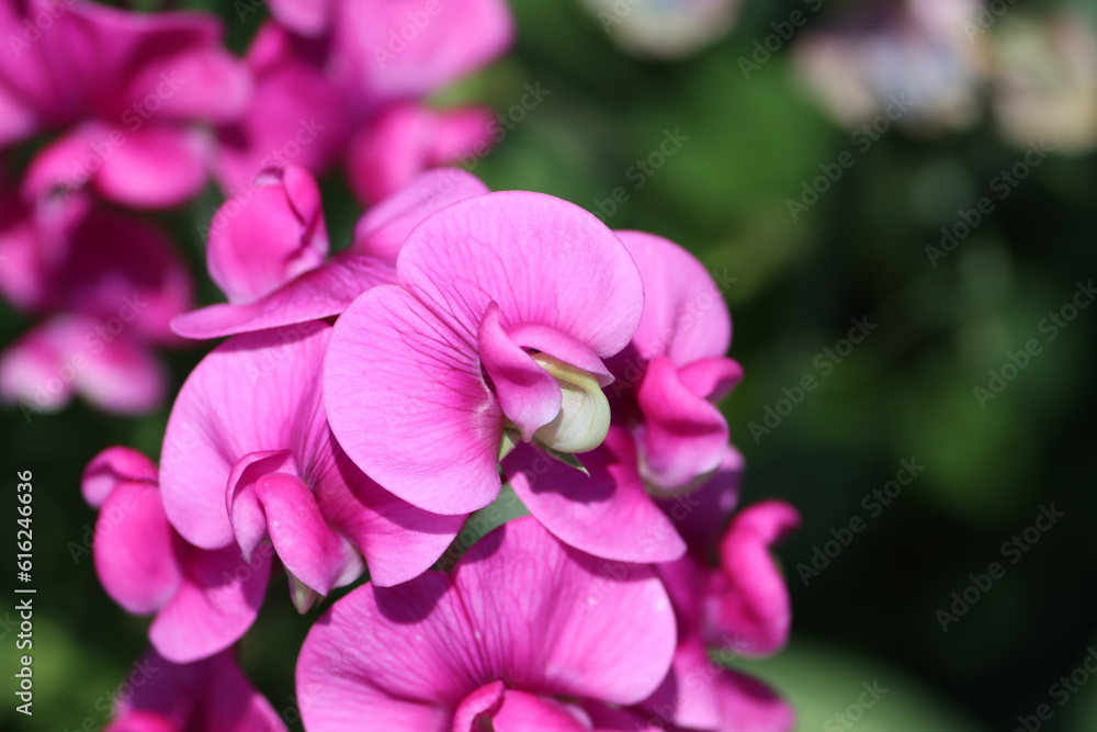 Sweden. The sweet pea, Lathyrus odoratus, is a flowering plant in the ...