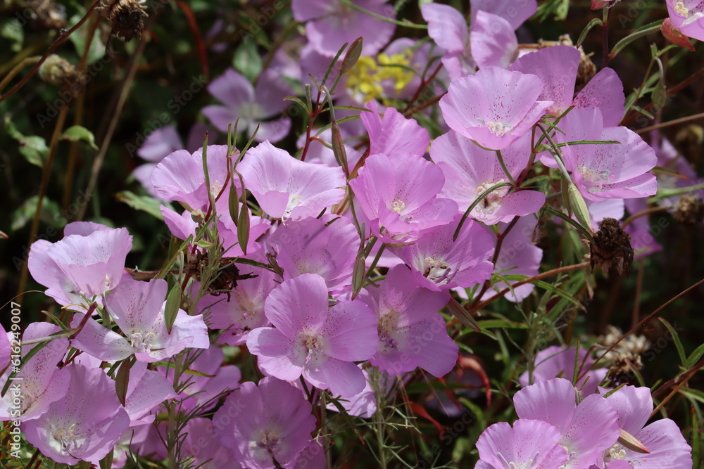 Pink flowering axillary indeterminate raceme inflorescences of Clarkia ...