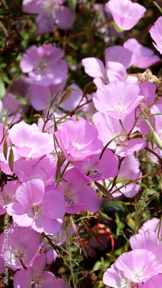 Pink flowering axillary indeterminate raceme inflorescences of Clarkia ...