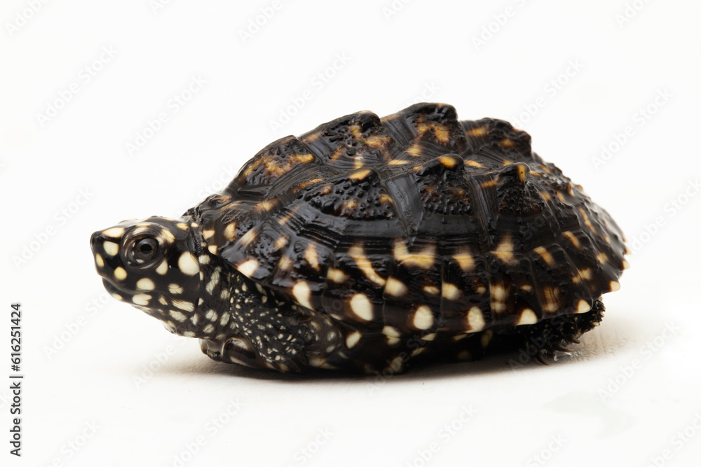 The black pond turtle (Geoclemys hamiltonii), the spotted pond turtle ...