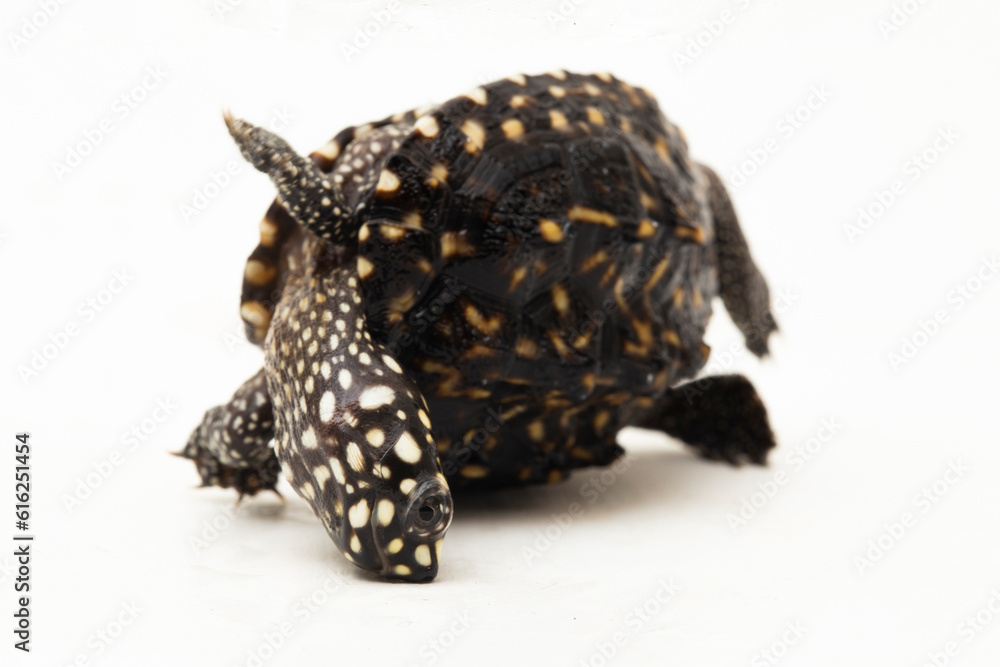 The black pond turtle (Geoclemys hamiltonii), the spotted pond turtle ...
