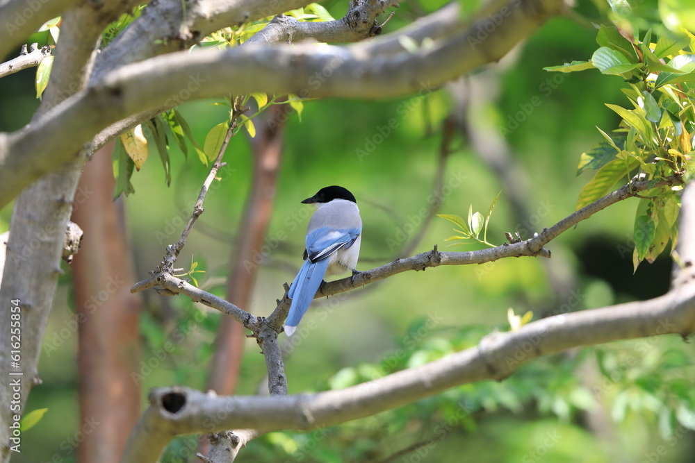Azure-winged Magpie (Cyanopica cyanus) in Japan Stock Photo | Adobe Stock