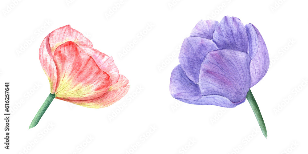 Spring colorful bright flowers isolated on transparent background ...