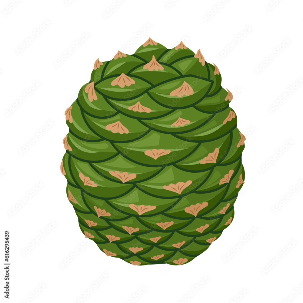Vector illustration, Araucaria bidwillii, commonly known as bunya pine ...
