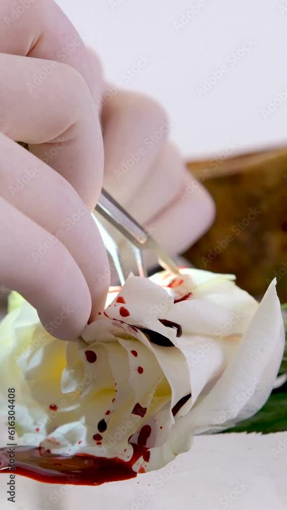 White rose with artificial blood scalpel and surgical instruments for ...