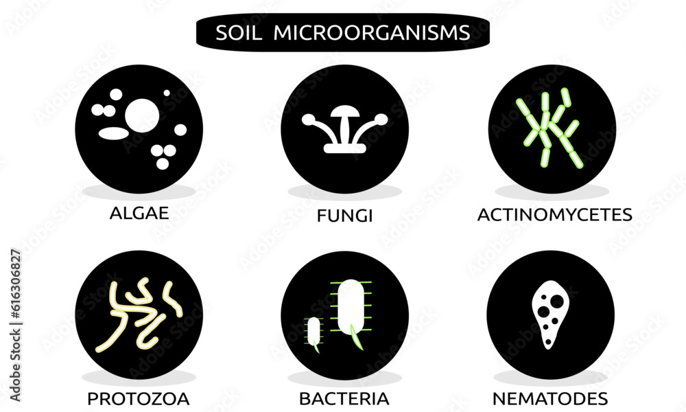 Vetor de Types of soil microorganisms in white and black icon stlyle ...