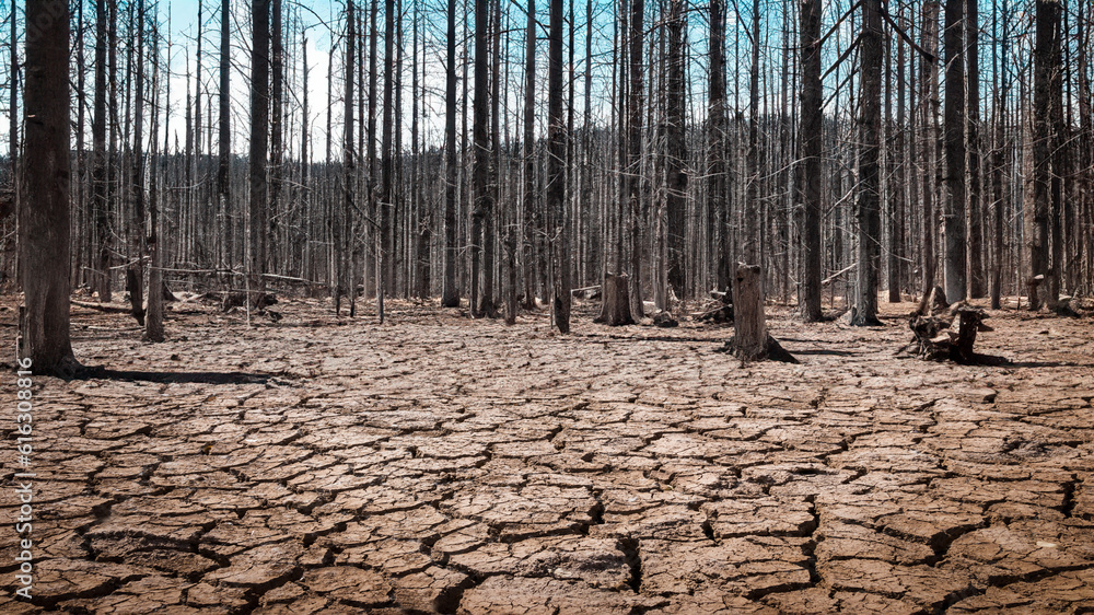 Forest Fire, Wildfire burning tree in orange and blue color at night ...