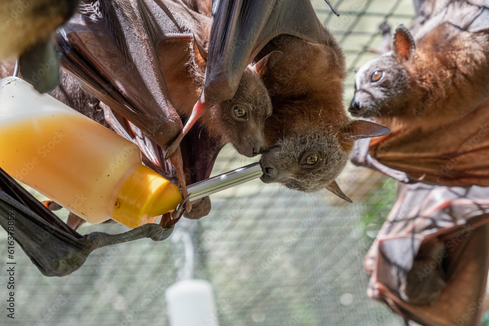 Cute furry flying foxes, bats are feeding milk from a bottle, hanging ...