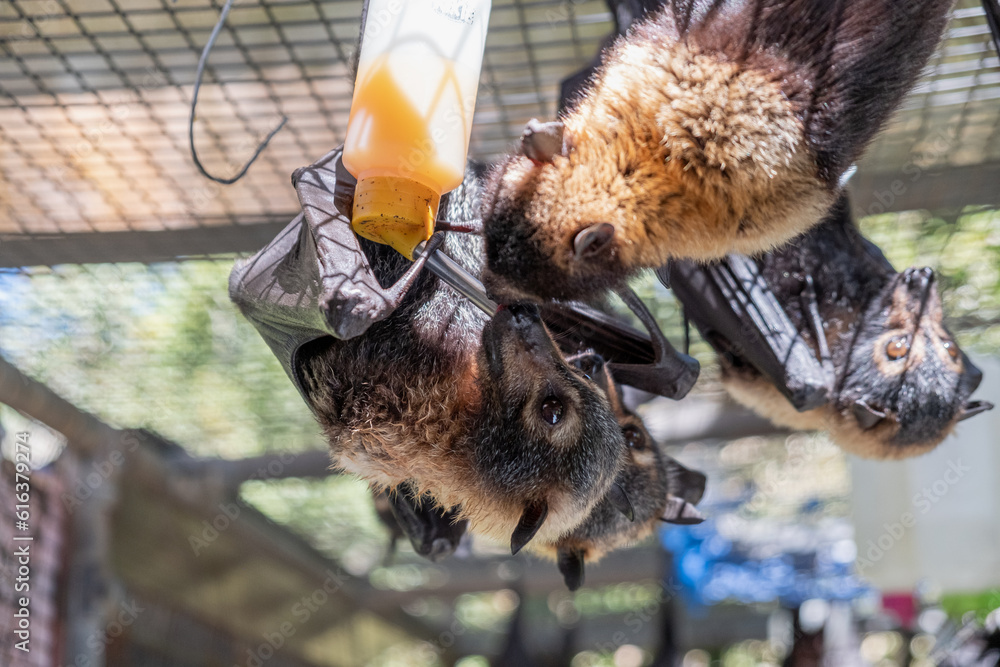 Cute furry flying foxes, bats are feeding milk from a bottle, hanging ...