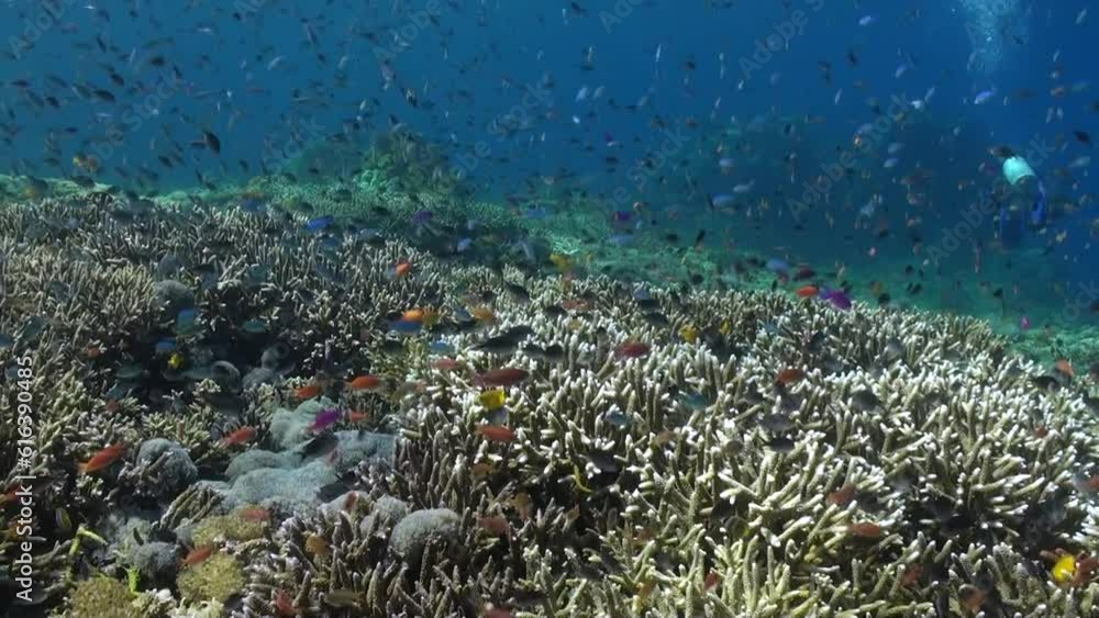 Intricate dance of fish shoals in underwater coral reef is sight to ...