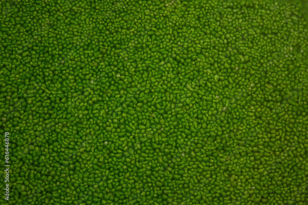 Wolffia globosa green leaves in the water background. Stock Photo ...