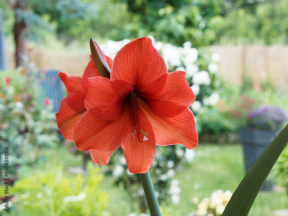 (Hippeastrum x hortorum) Amaryllis or Belladona lily. Single flowers ...