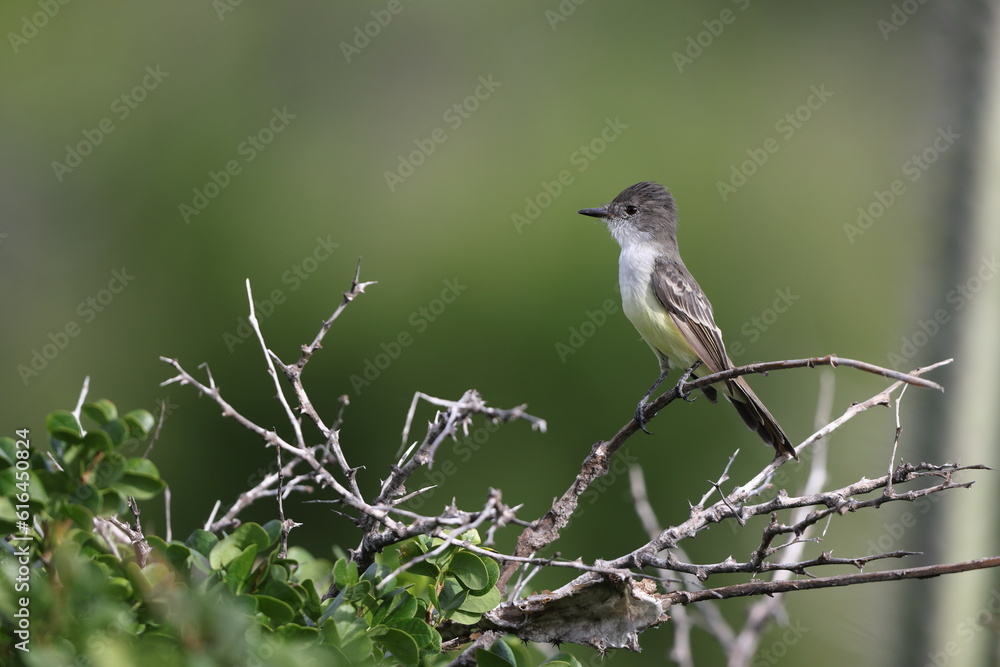 Sad Flycatcher (Myiarchus barbirostris), Jamaican endemic species, in ...