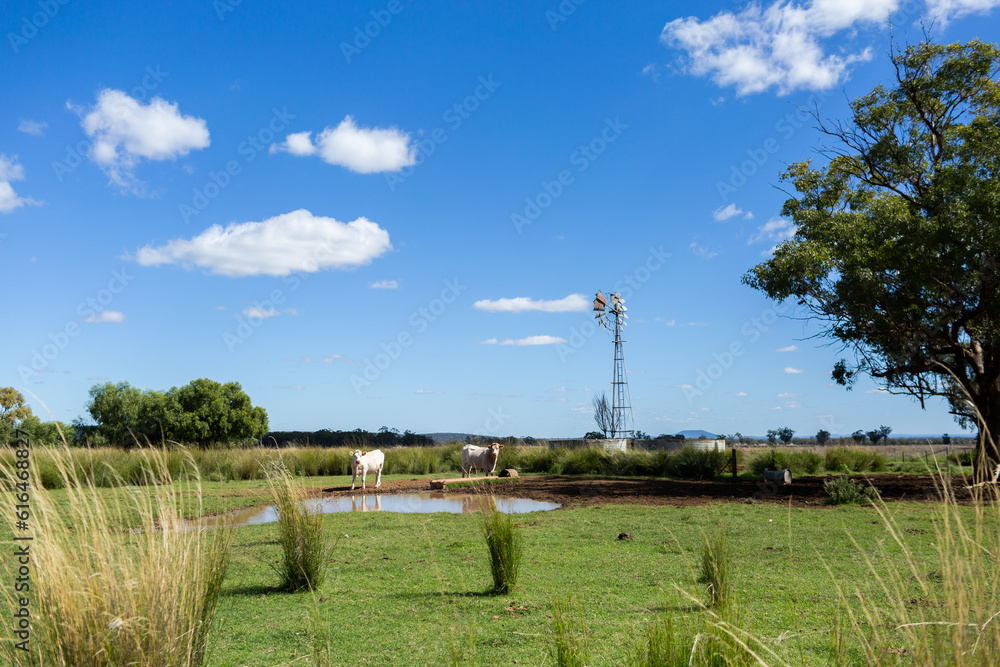 Fotka „Cattle by sunlit dam in green farm paddock with windmill and ...