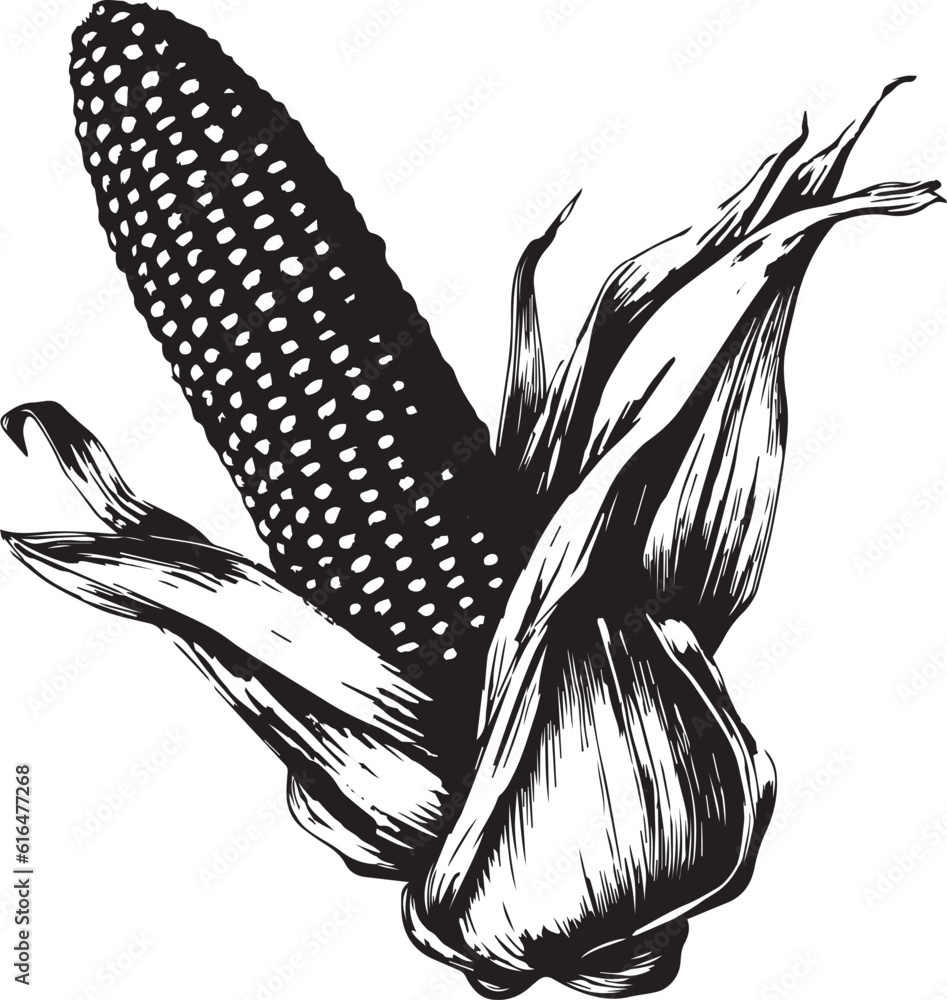 Ear of Corn hand-drawn, agriculture vector illustration, SVG Stock ...