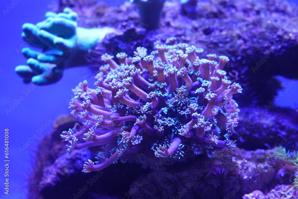 Alveopora is a genus of stony corals belonging to the family ...
