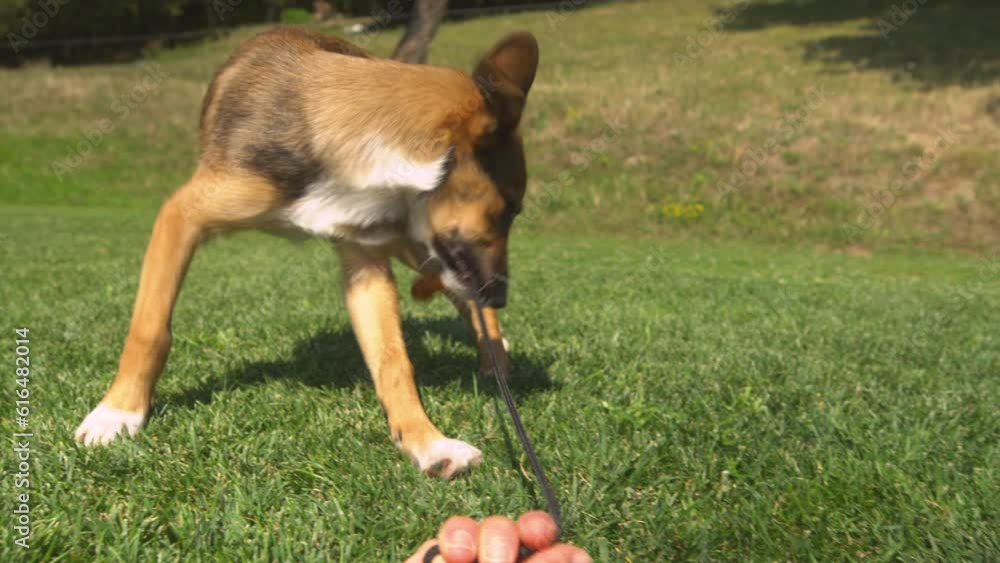 POV, CLOSE UP: A bonding game with pull toy between playful young pup ...