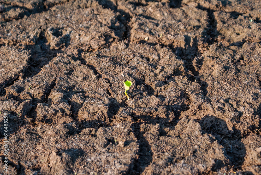 Plant growing out of dry land. Plant in dry ground due to global ...