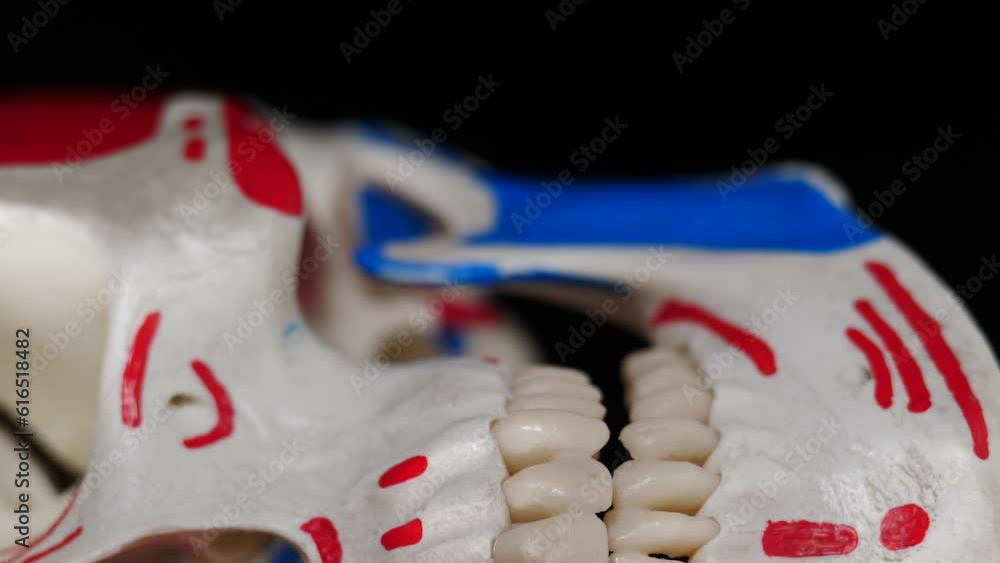 Human head and face muscles model, human muscular system, human anatomy ...