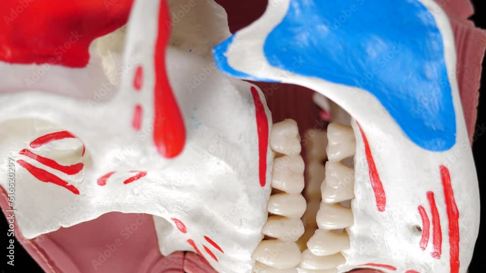 Stockvideon Human head and face muscles model, human muscular system ...