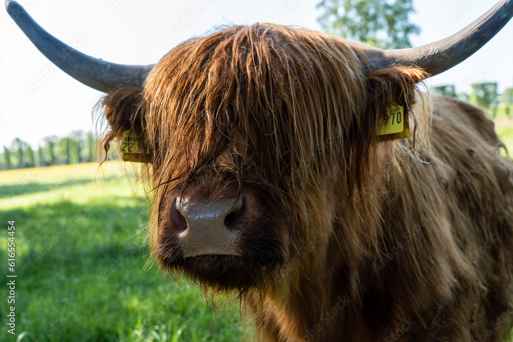 Muzzle of a shaggy bull/cow with large horns. Long-haired bull/cow of ...