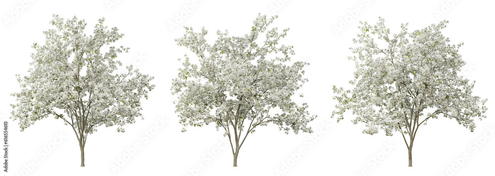 Pyrus calleryana tree on transparent background, png plant, 3d render ...