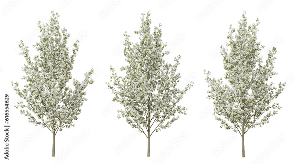 Pyrus calleryana tree on transparent background, png plant, 3d render ...