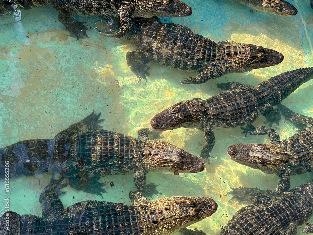 A view of several small alligators swimming in a shallow pool. Stock ...