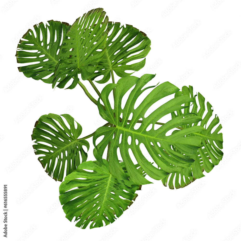 Aerial view collection of 3D tropical Monstera plants and foliage PNG ...