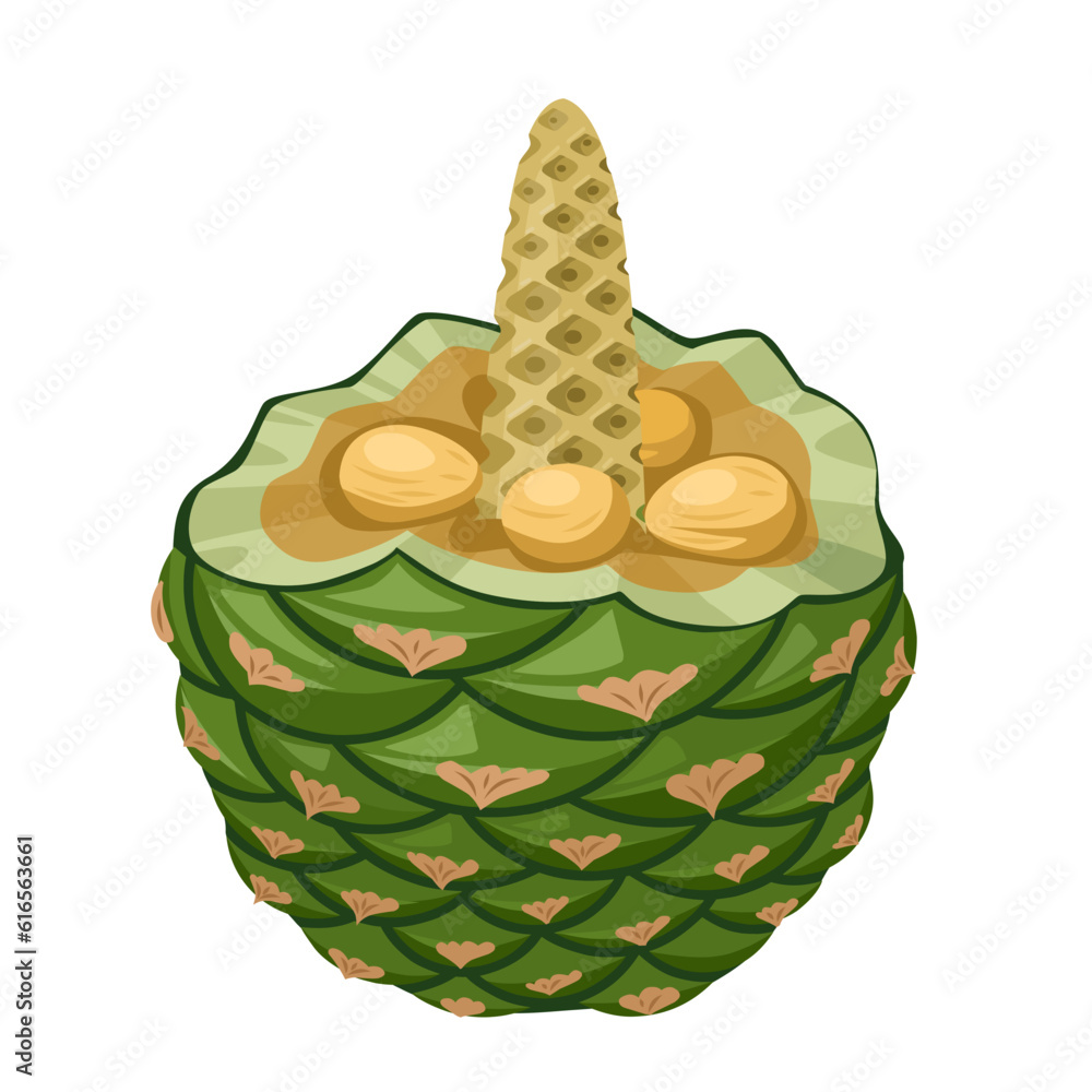 Vector illustration, Araucaria bidwillii, commonly known as bunya pine ...