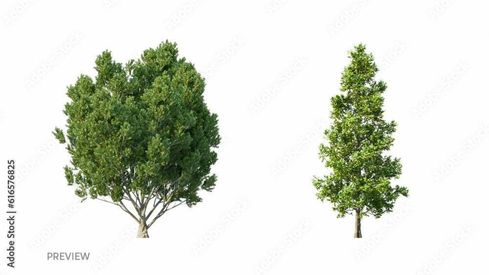 The summer trees are growing, the leaves are fluttering in the wind ...