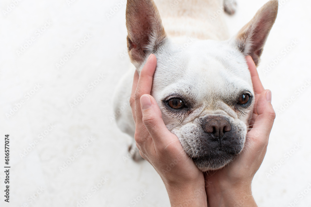 Human hands holding adorable dog face. Funny dog's face. Friendship of ...