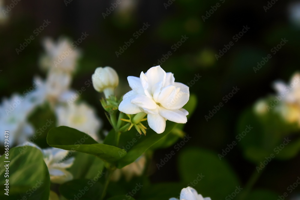beautiful jasmine white flower blooming on plant,in india known as ...