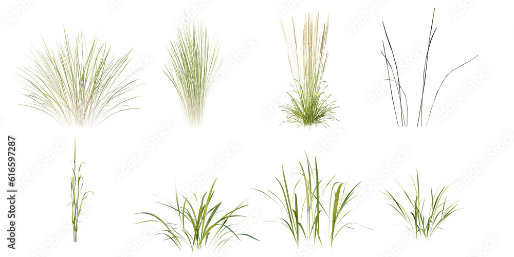 isolated various grass best use for landscape design, best use for post ...
