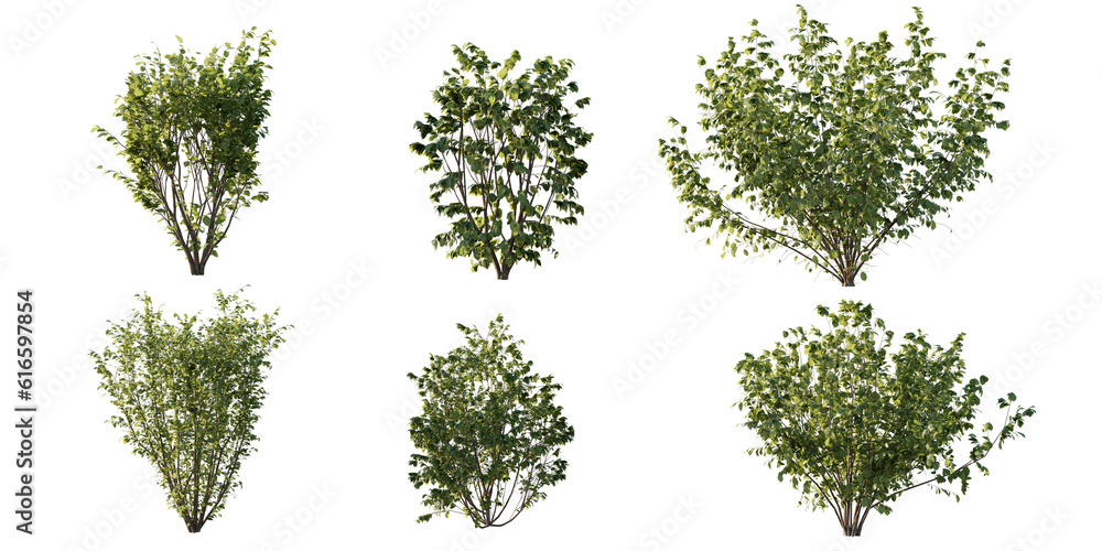 isolated shrub bushes in 6 variation, best use for landscape design ...